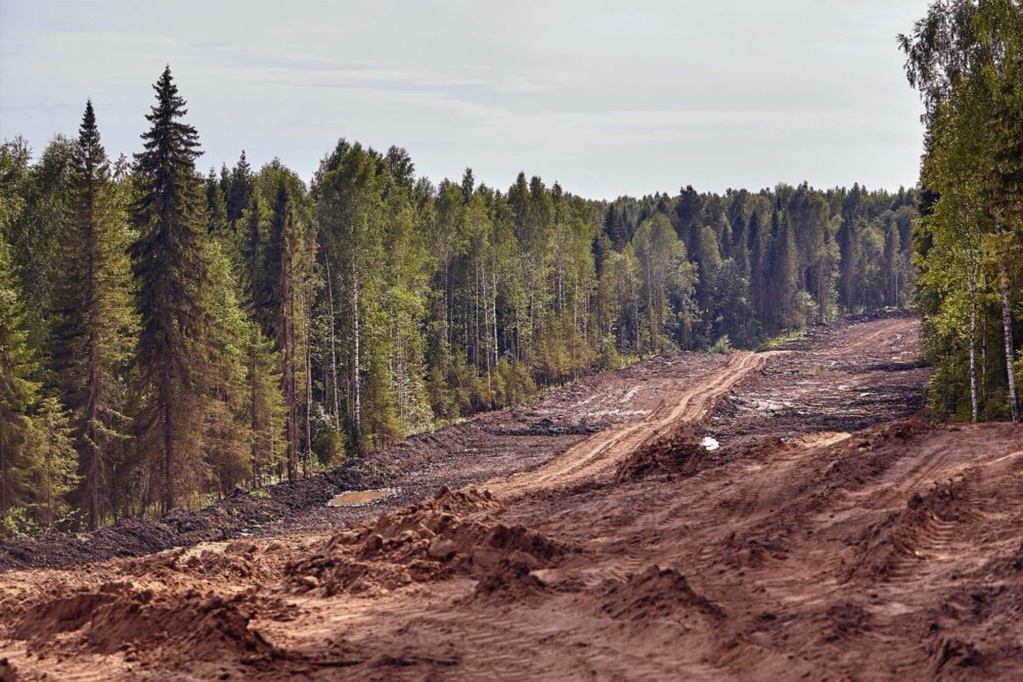 Understanding Deforestation and How to Combat It - ezine articles