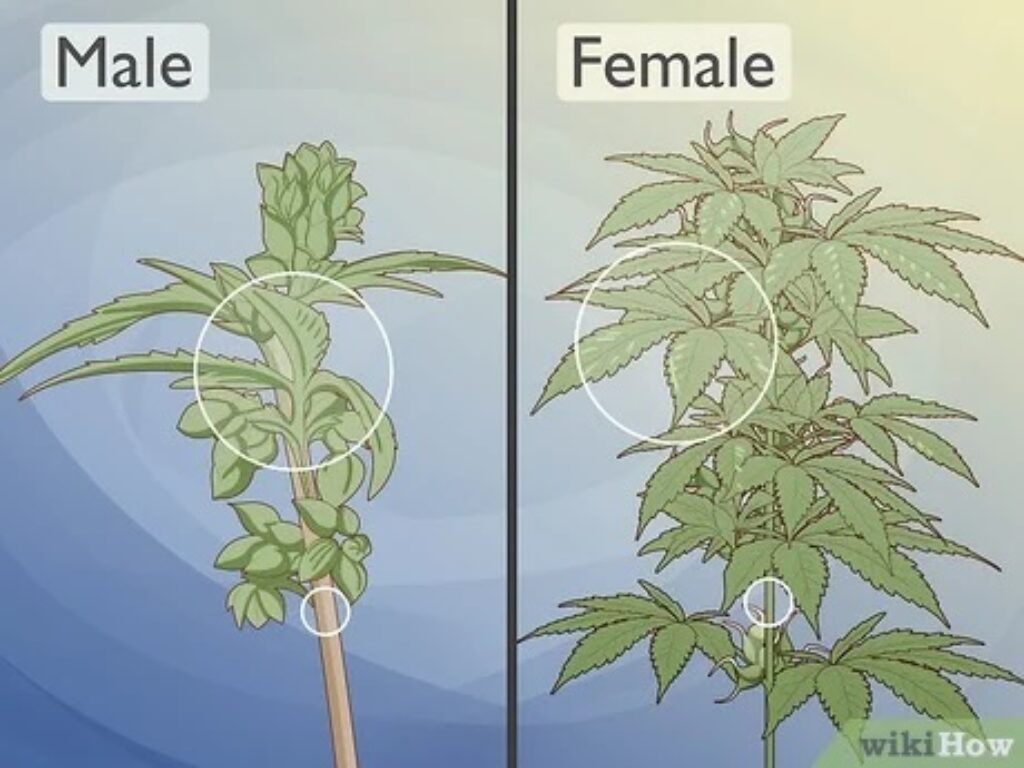 The Difference Between Male and Female Cannabis Plants - ezine articles