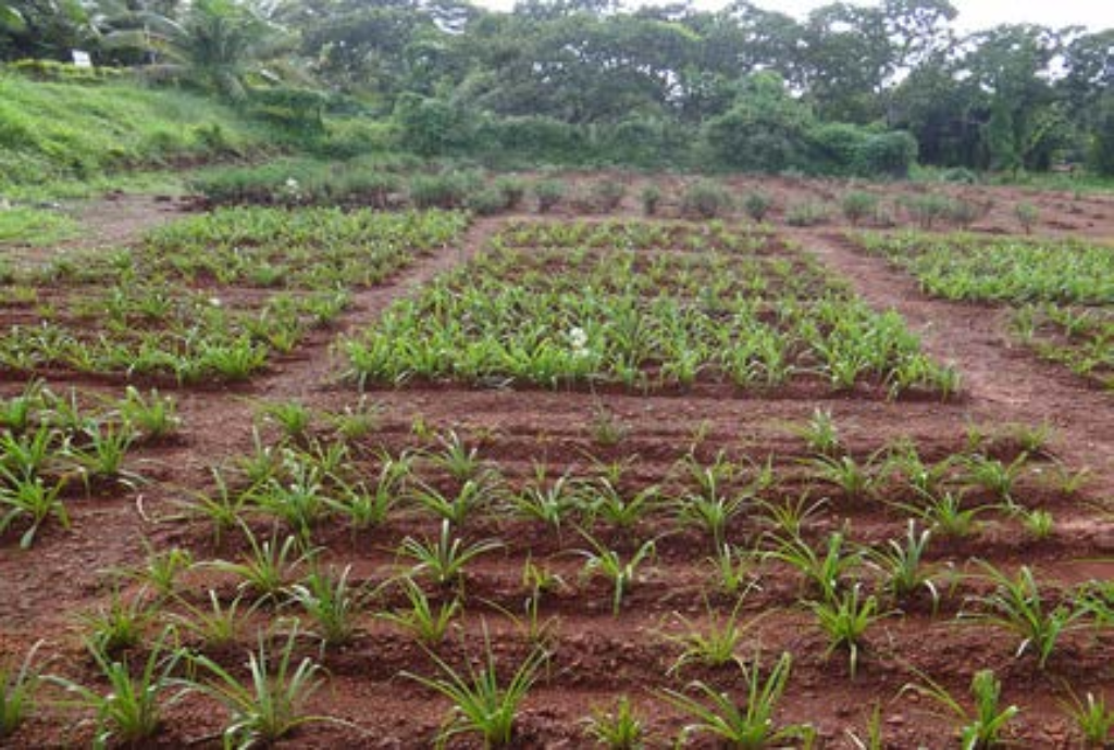 Tuberose Cultivation in India: Types, Farming Process and More - ezine ...