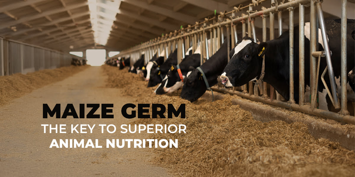 Maize Germ Manufacturer & Supplier | Maize Germ for Animal Nutrition ...