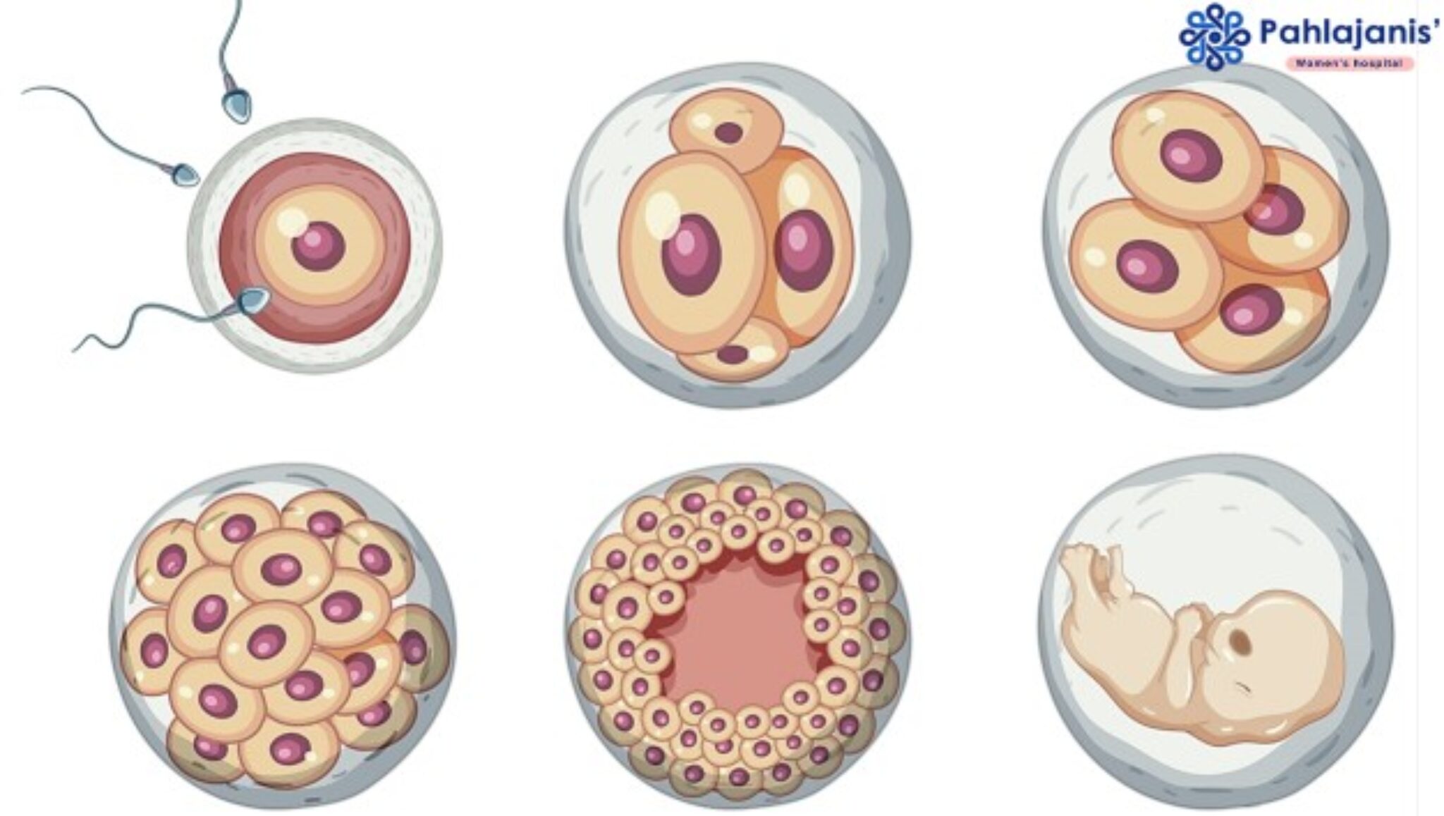 Understanding Your Embryo: A Simple Guide to IVF - ezine articles