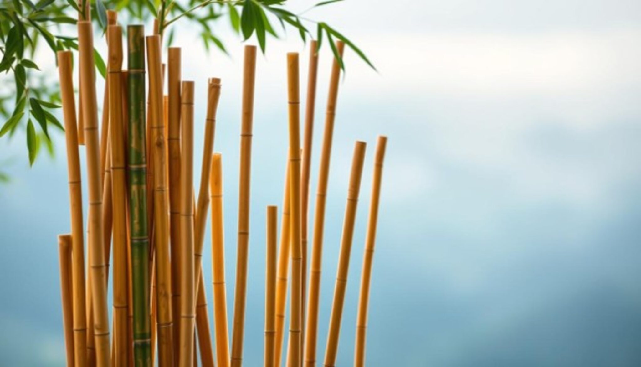 Difference Between Treated and Untreated Bamboo Sticks - ezine articles